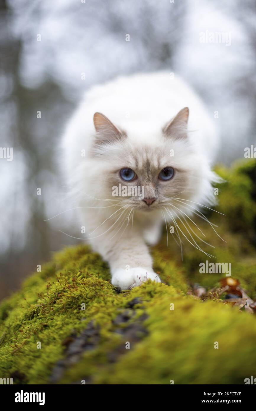 Ragdoll walks hi-res stock photography and images - Alamy