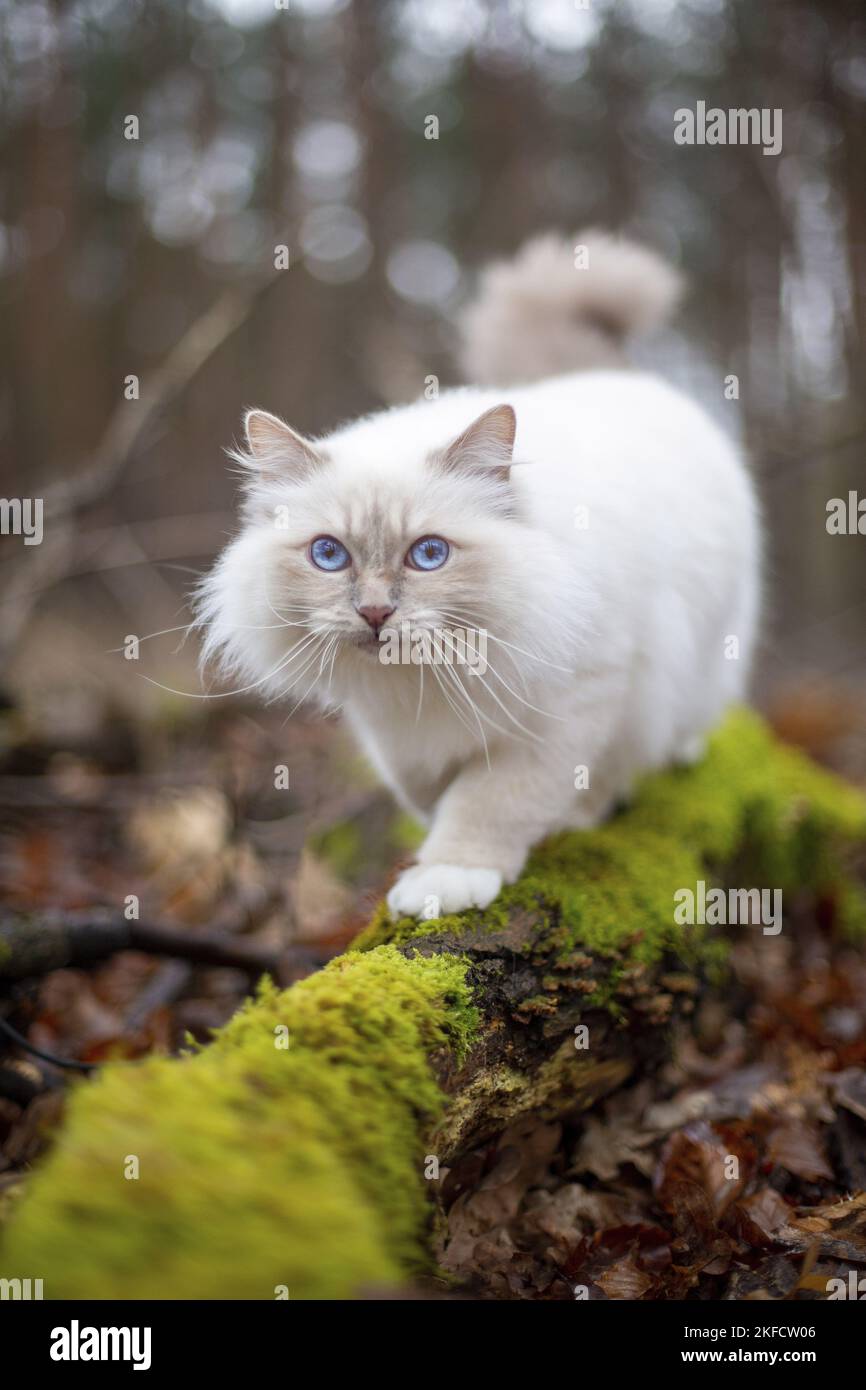 Ragdoll cat walks hi-res stock photography and images - Alamy