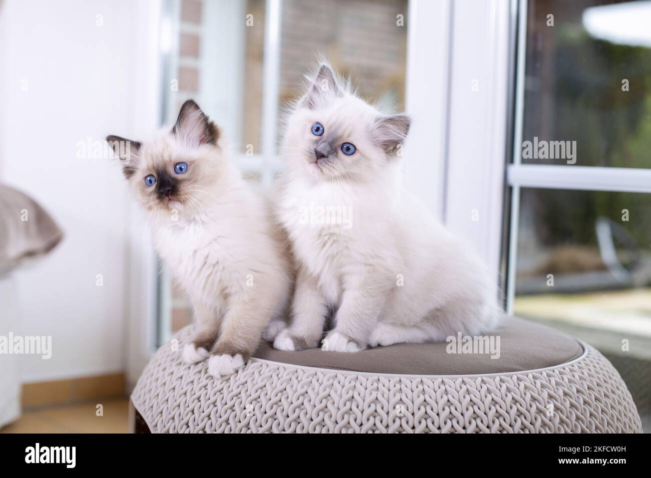 Two long hair ragdoll cats hi-res stock photography and images - Alamy
