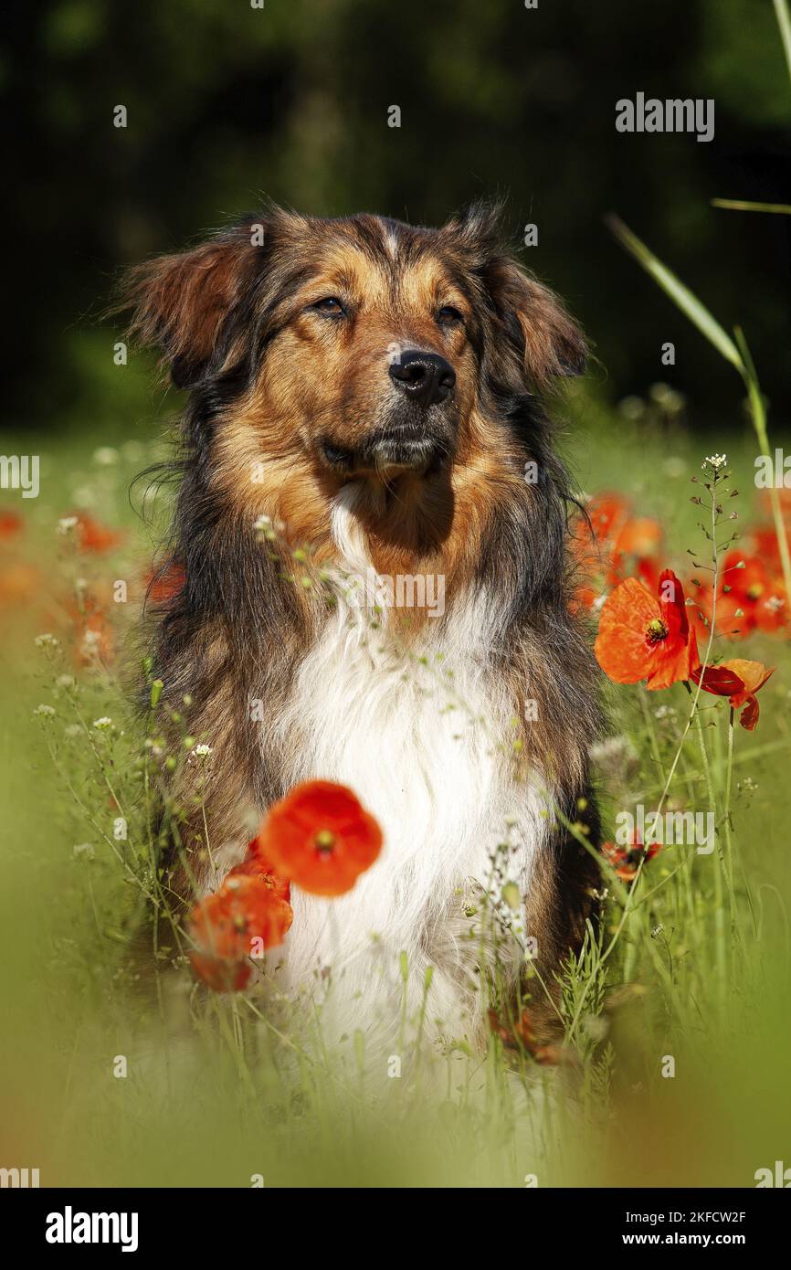 Australian-Shepherd-Mongrel on poppy meadow Stock Photo - Alamy