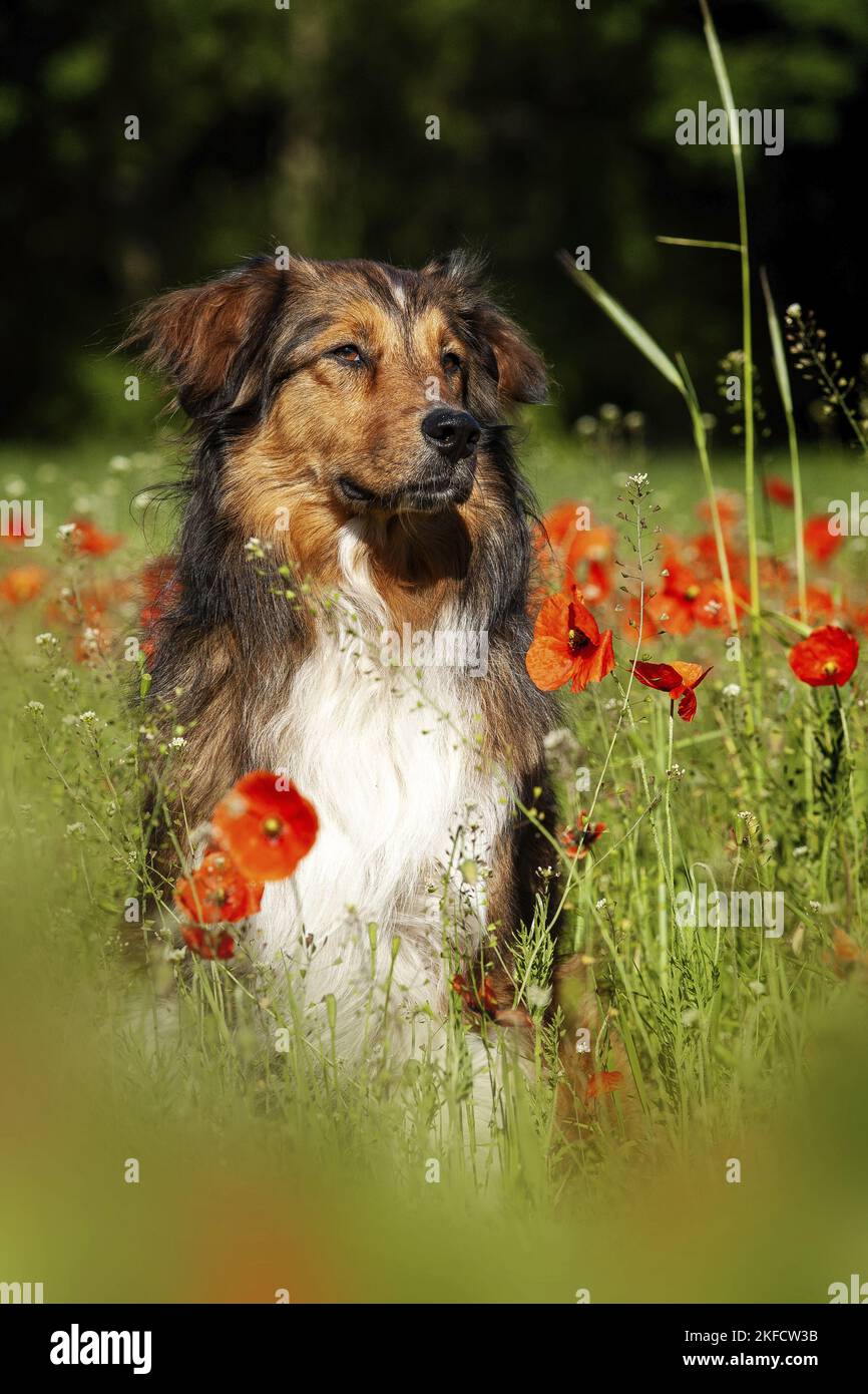 Australian-Shepherd-Mongrel on poppy meadow Stock Photo - Alamy