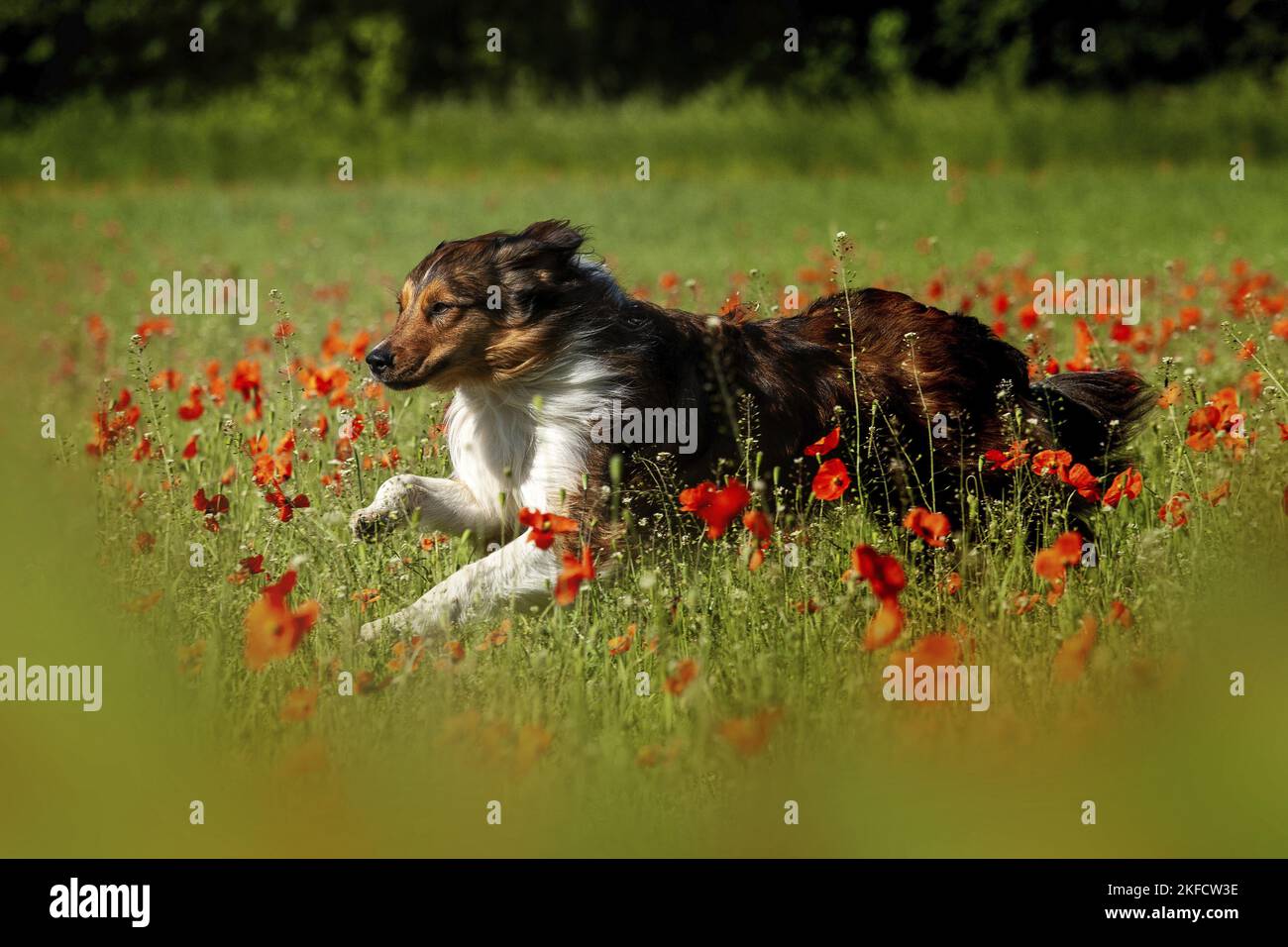 Australian-Shepherd-Mongrel on poppy meadow Stock Photo - Alamy