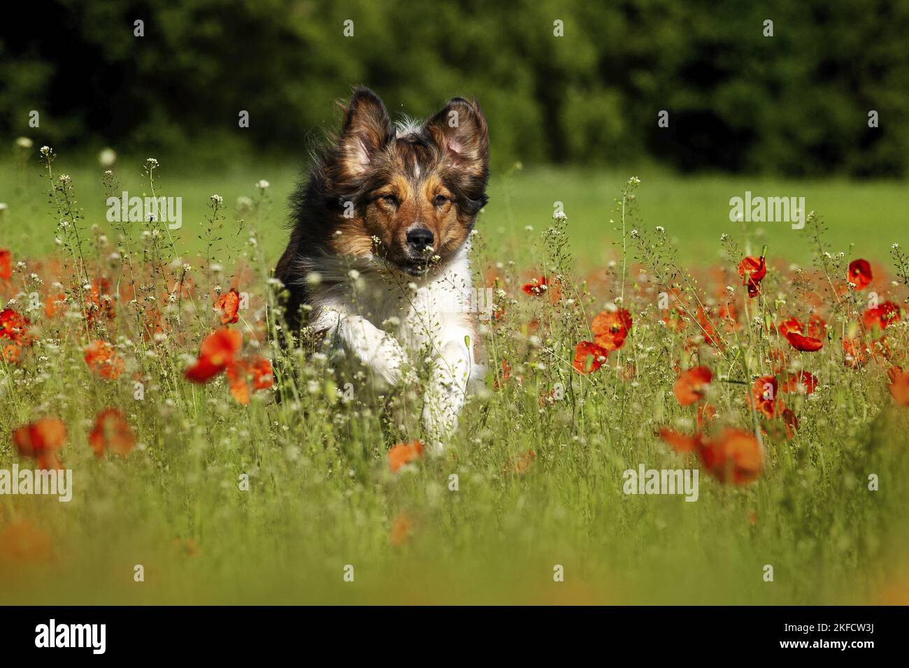 Australian-Shepherd-Mongrel on poppy meadow Stock Photo - Alamy
