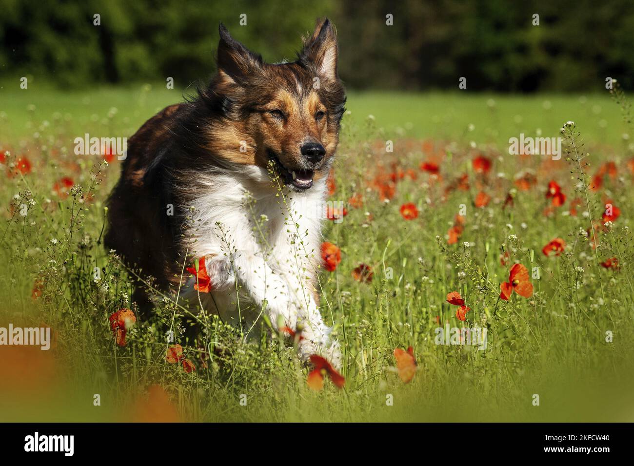 Australian-Shepherd-Mongrel on poppy meadow Stock Photo - Alamy