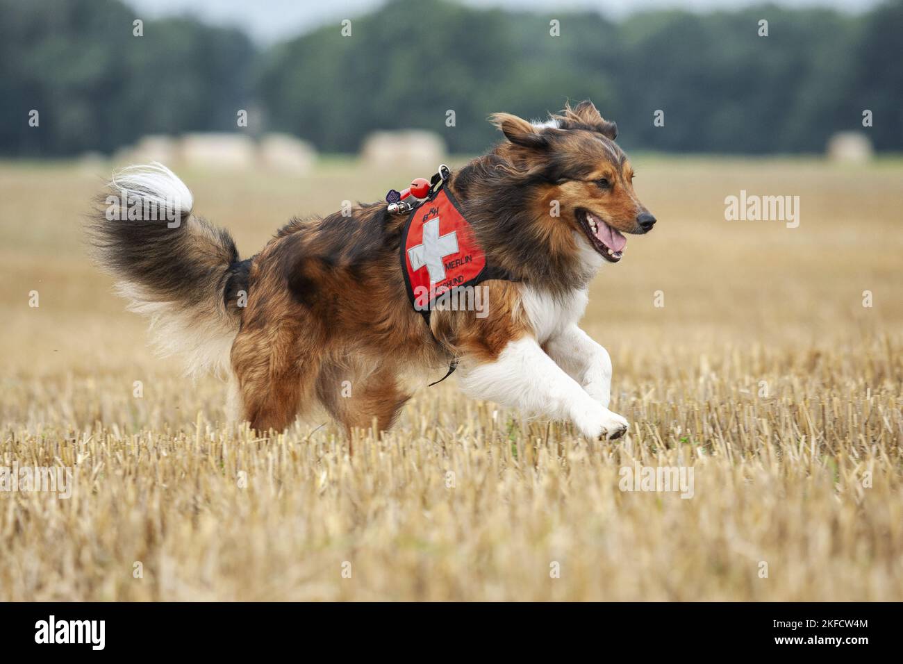 Mantrailer hi-res stock photography and images - Alamy