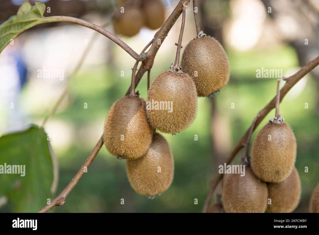 Kiwi on a kiwi tree plantation with with huge clusters of fruits. The ...