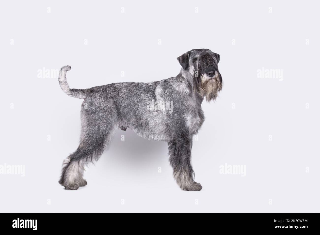 Standard Schnauzer in front of white background Stock Photo - Alamy