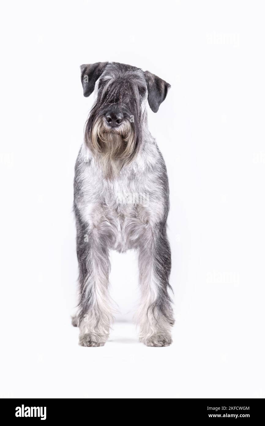 Standard Schnauzer in front of white background Stock Photo - Alamy