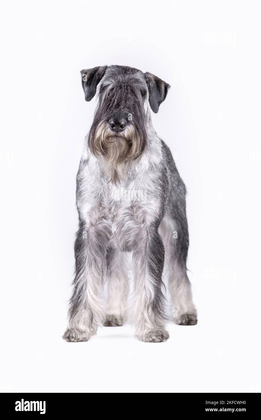 Standard Schnauzer in front of white background Stock Photo - Alamy