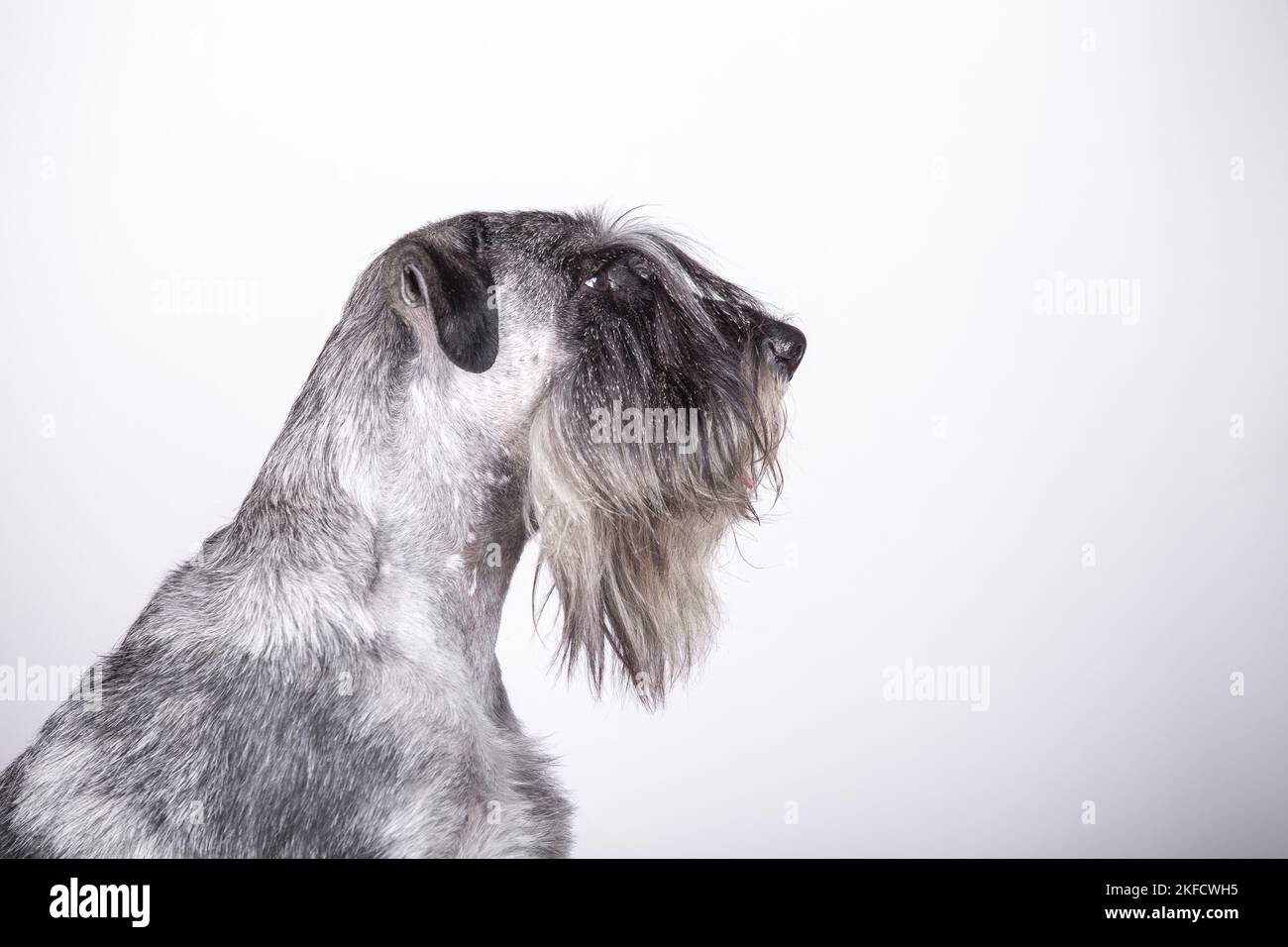 Standard Schnauzer in front of white background Stock Photo - Alamy