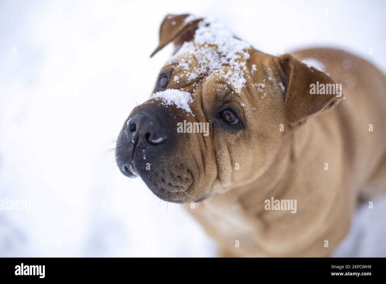 Bull-Pei in winter Stock Photo - Alamy