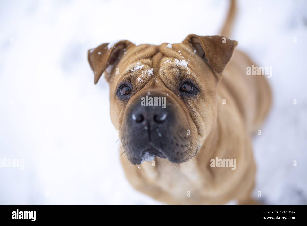Bull pei hi-res stock photography and images - Alamy