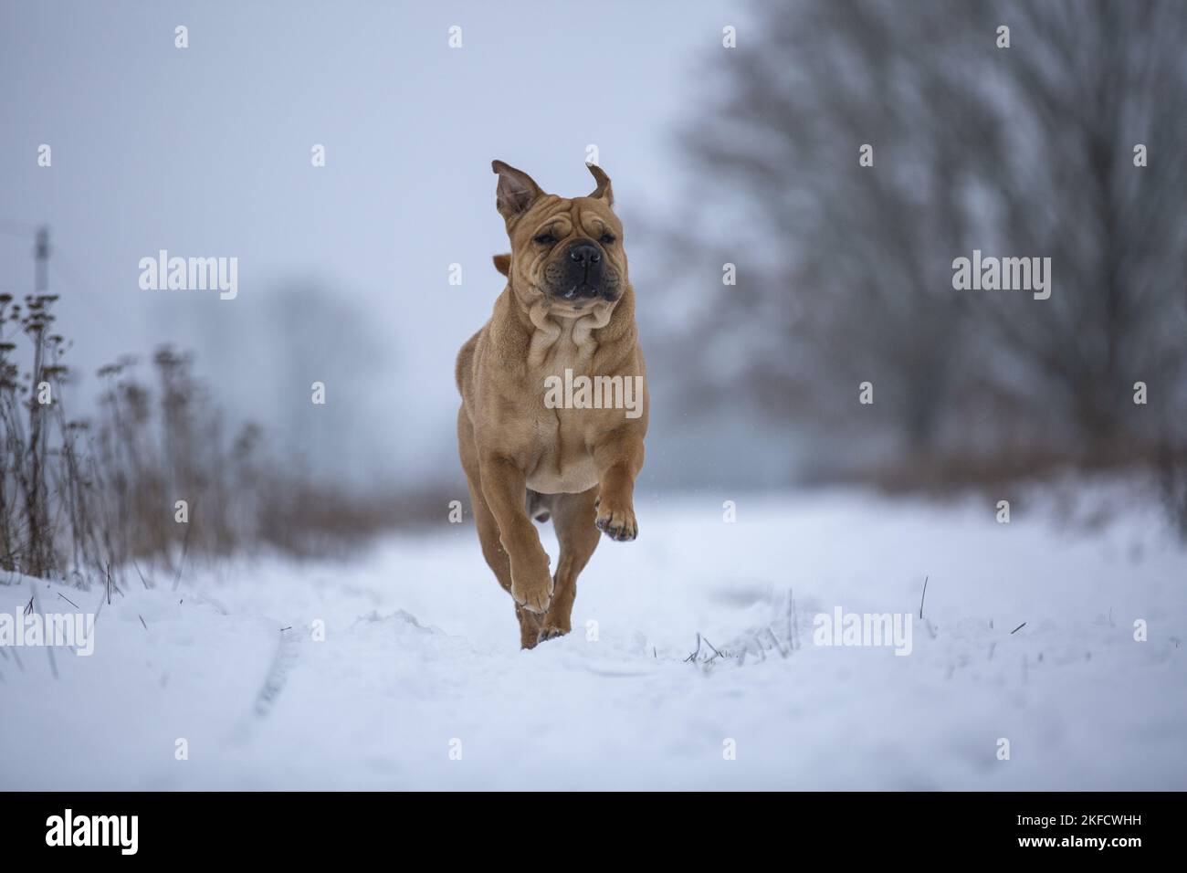 Bull-Pei in winter Stock Photo - Alamy