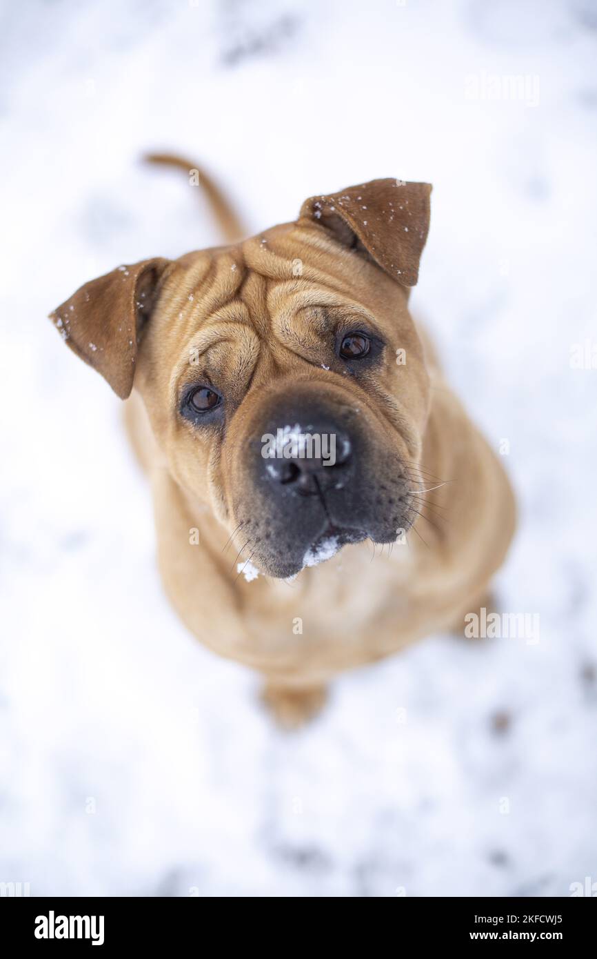 Bull peis hi-res stock photography and images - Alamy