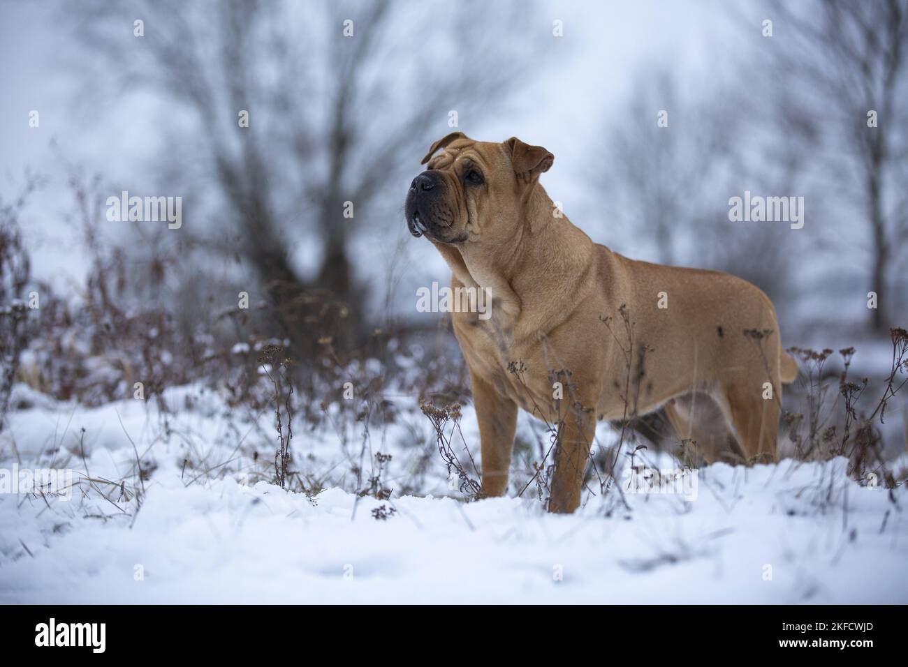 Bull-Pei in winter Stock Photo - Alamy
