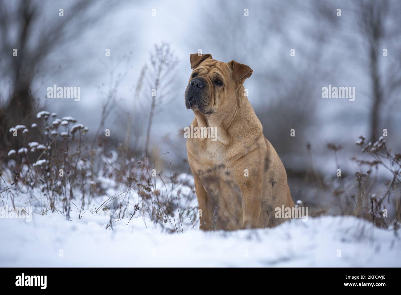 Bull pei hi-res stock photography and images - Alamy