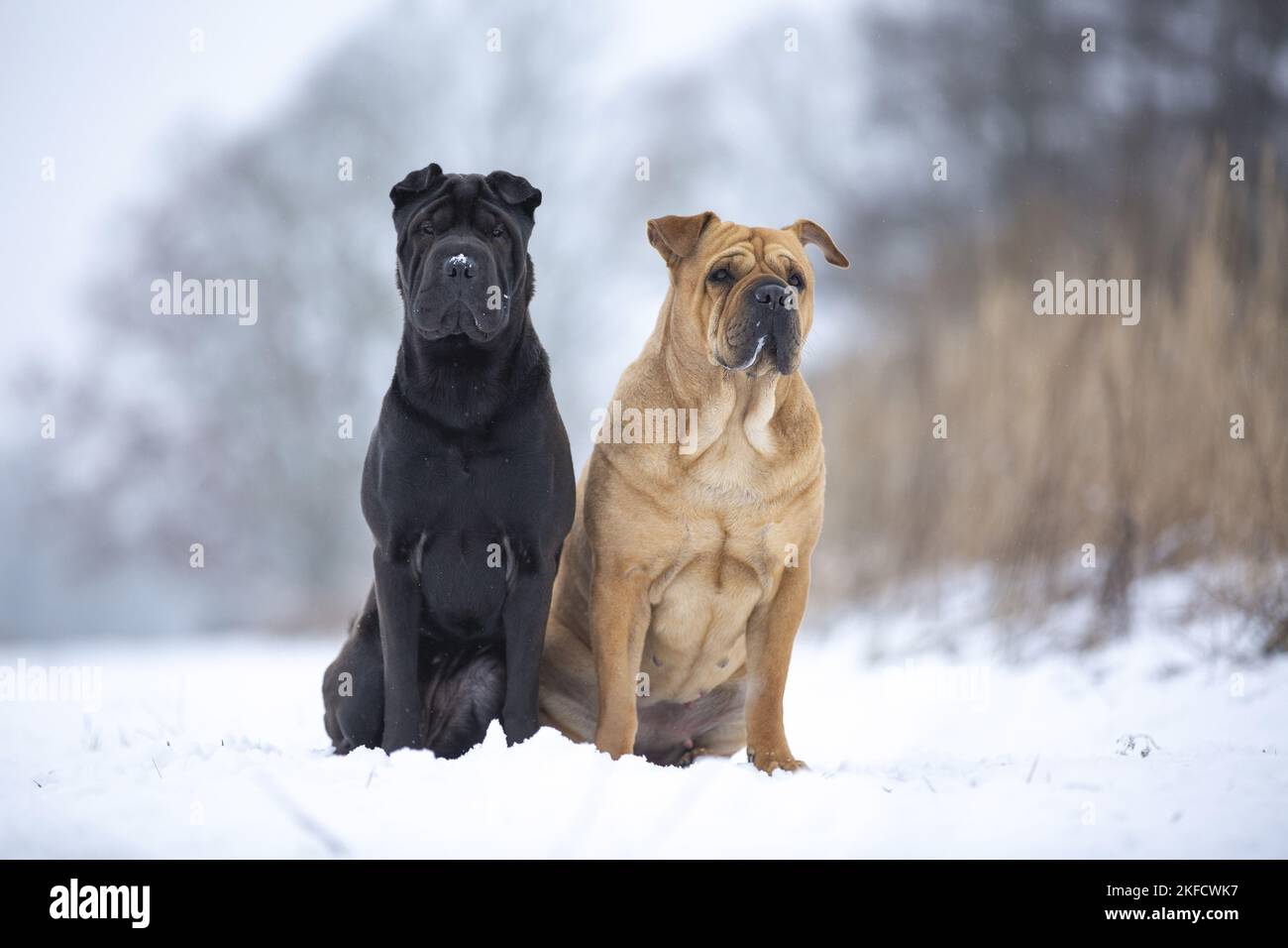 Bull peis hi-res stock photography and images - Alamy