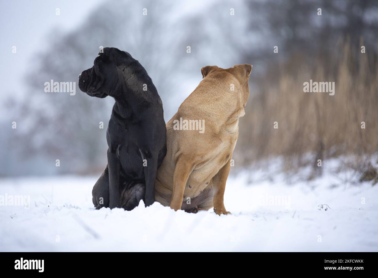 Bull-Pei in winter Stock Photo - Alamy