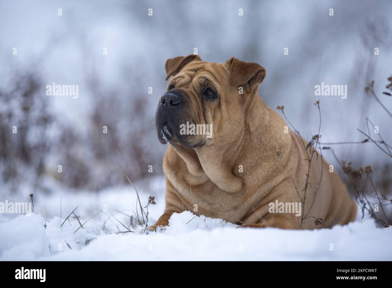 Bull peis hi-res stock photography and images - Alamy