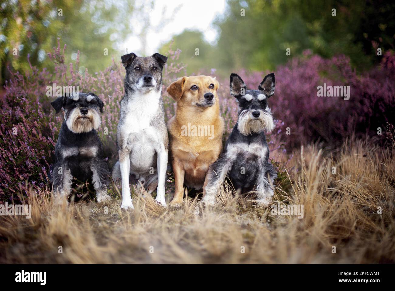 4 dogs in the heath Stock Photo - Alamy