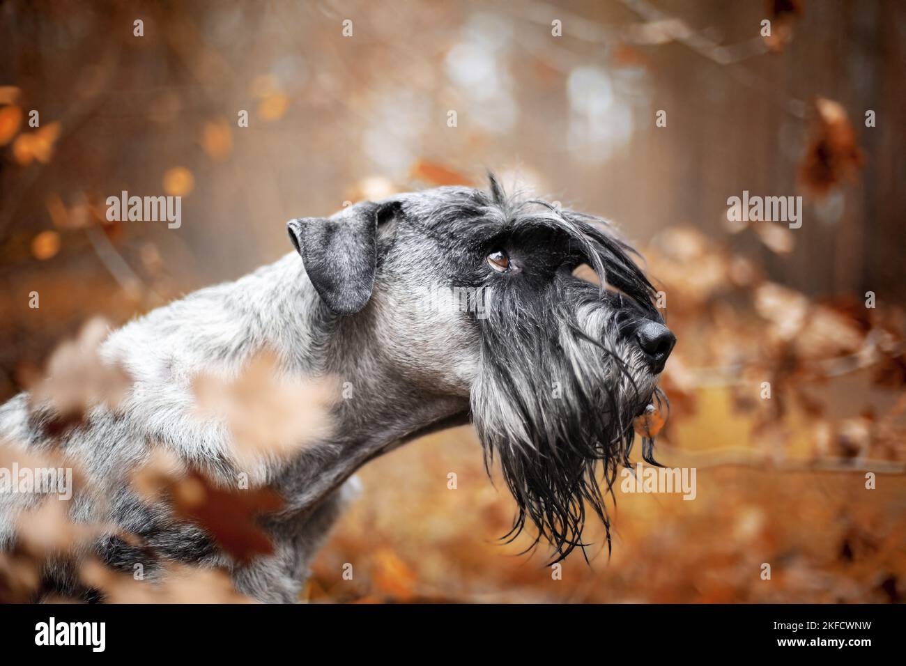 Side profile schnauzer hi-res stock photography and images - Alamy