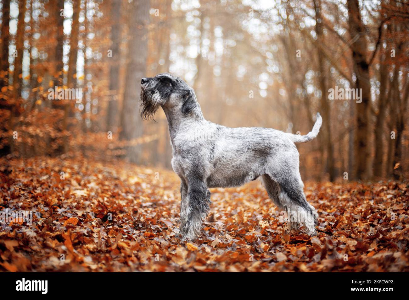 Side profile schnauzer hi-res stock photography and images - Alamy