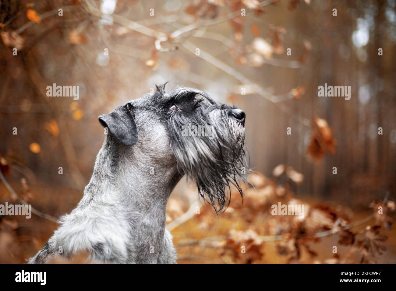 Side profile schnauzer hi-res stock photography and images - Alamy