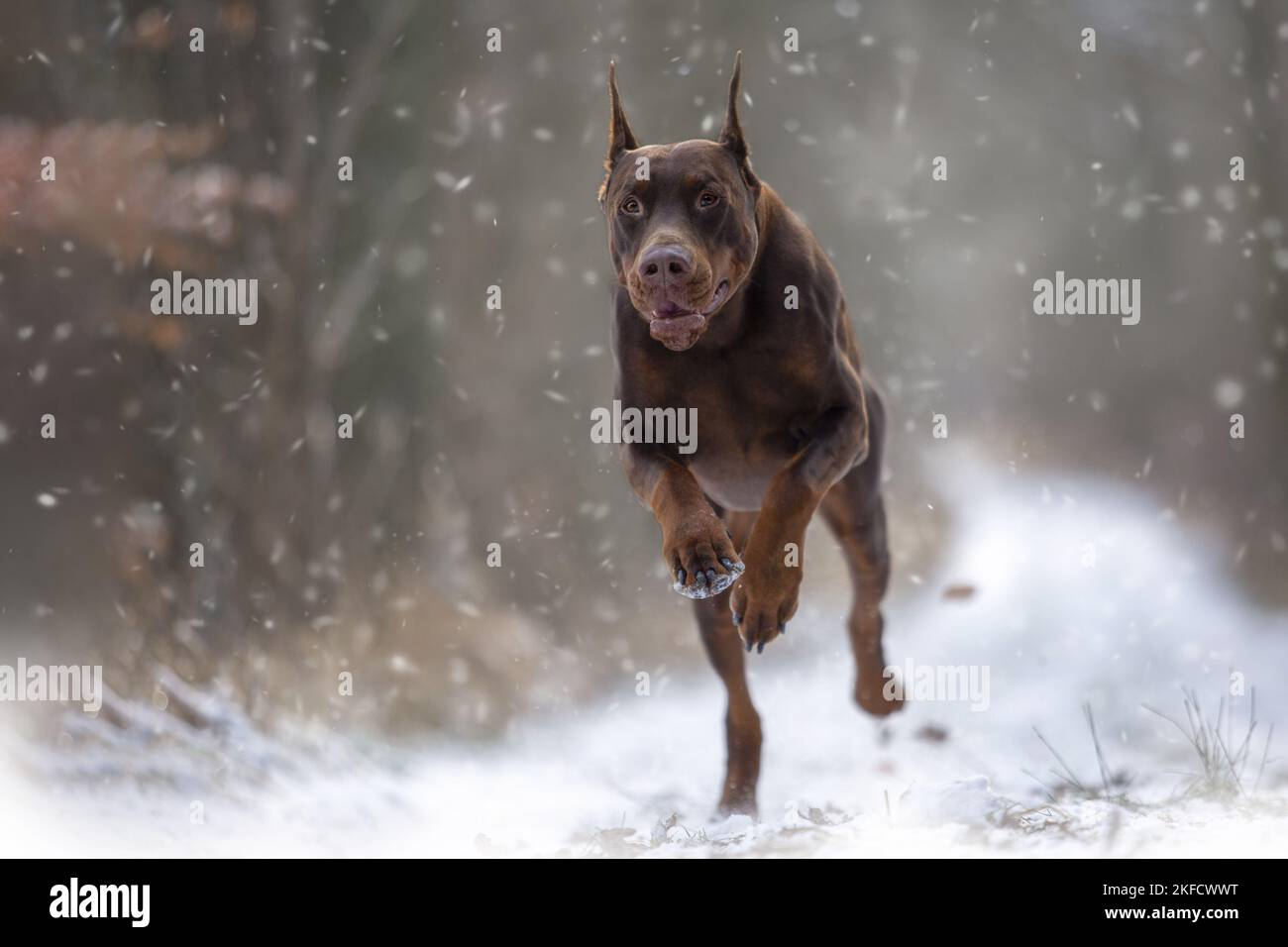Doberman Pinscher in winter Stock Photo - Alamy