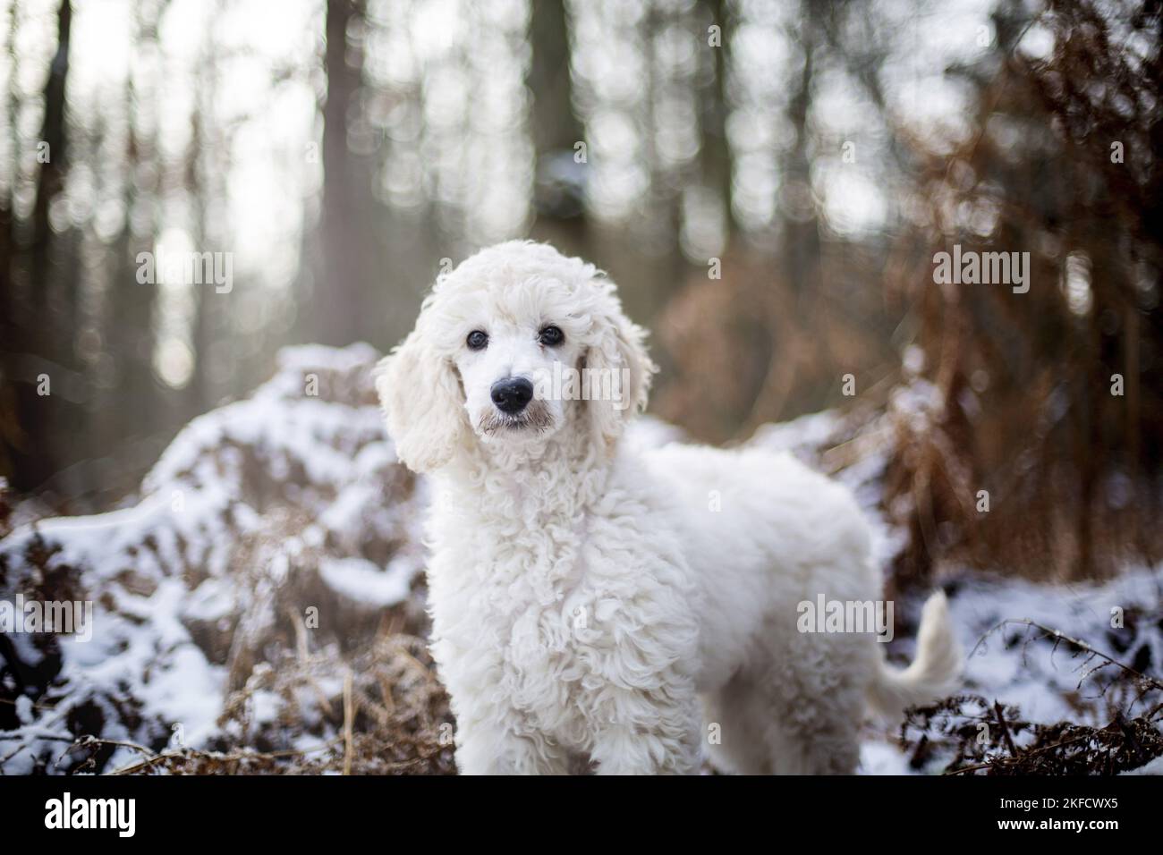 young Giant Poodle in the winter Stock Photo - Alamy