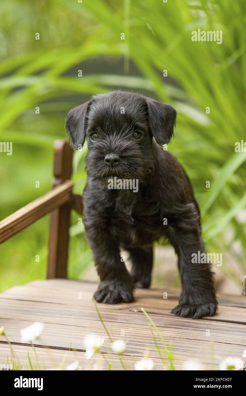 Miniature schnauzer puppy on small wooden bridge Stock Photo - Alamy