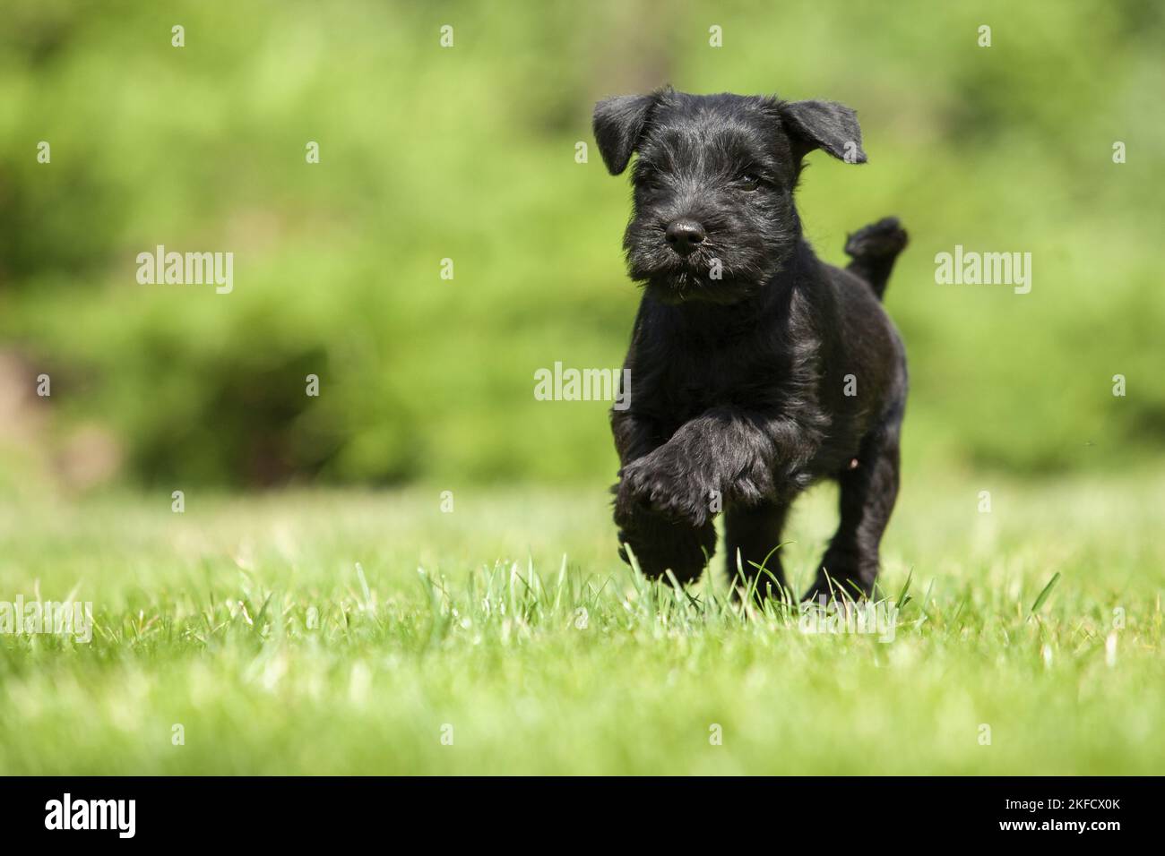 running Miniature Schnauzer puppy Stock Photo - Alamy