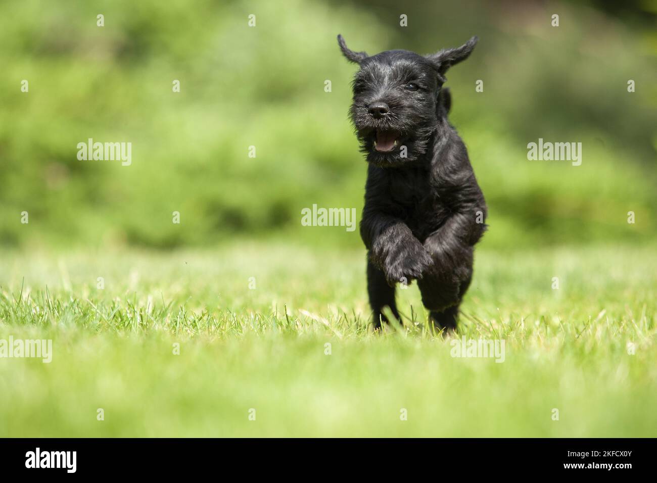 running Miniature Schnauzer puppy Stock Photo - Alamy