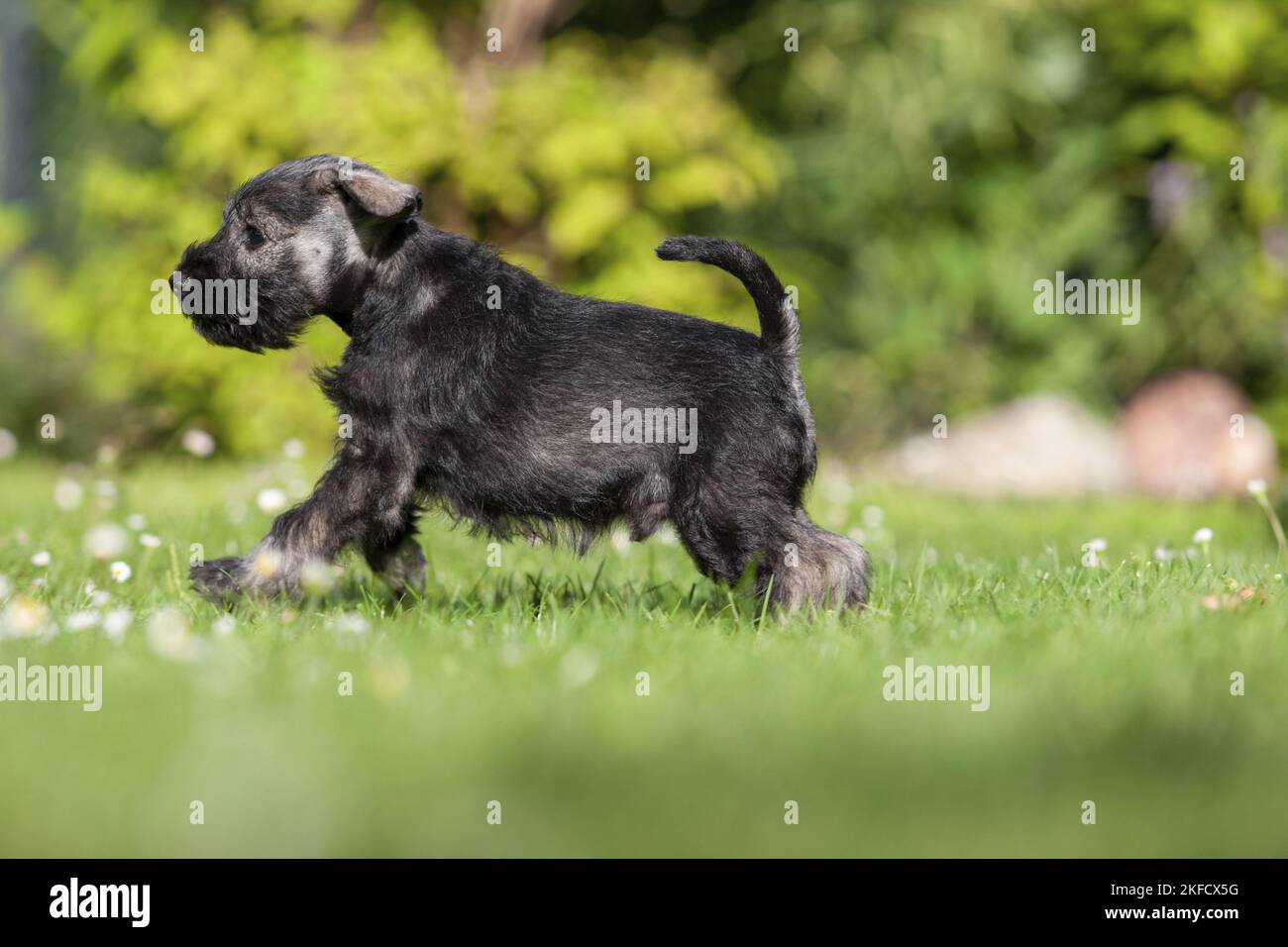 Side profile schnauzer hi-res stock photography and images - Alamy