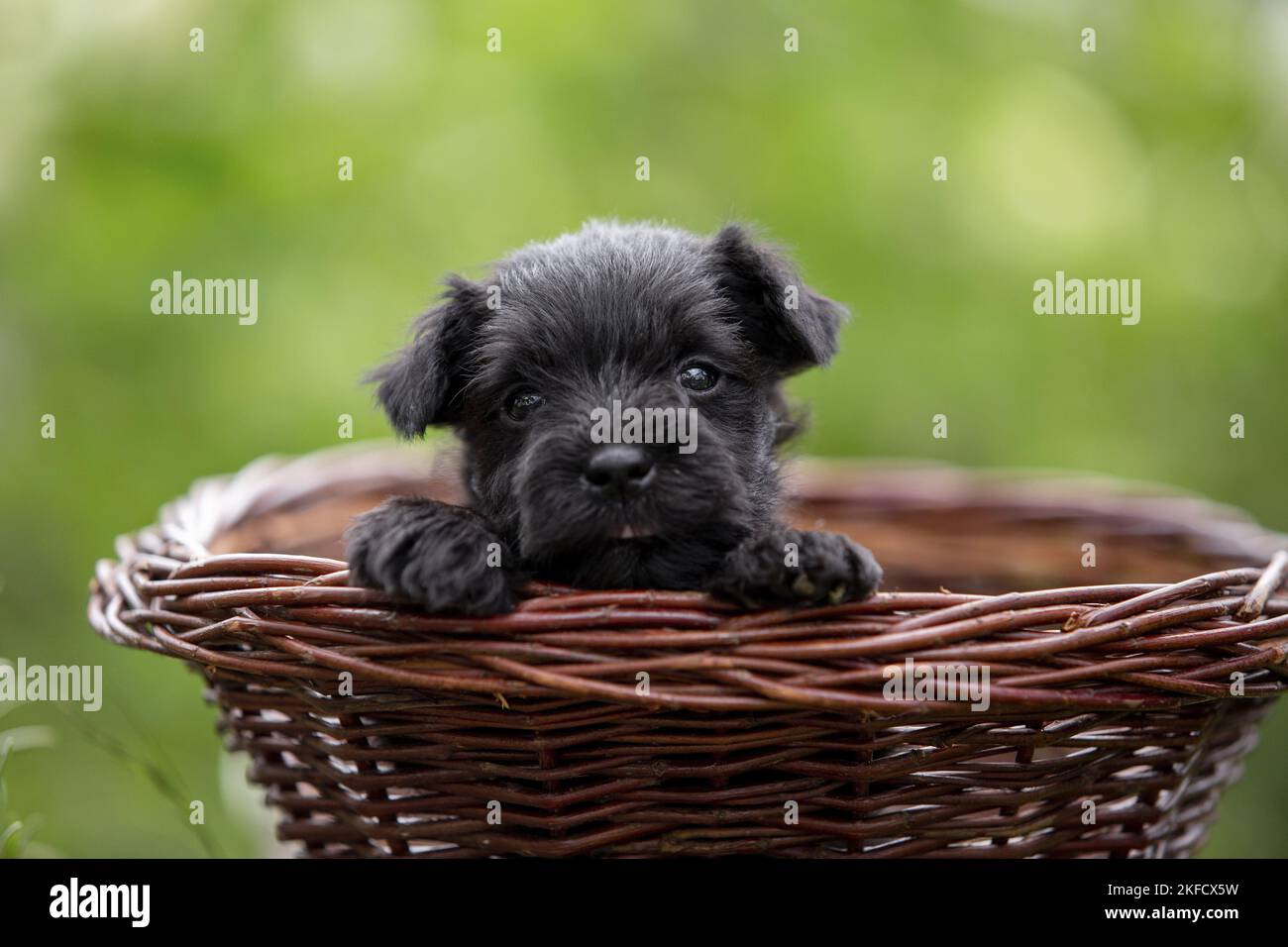 4 weeks old Miniature Schnauzer Stock Photo - Alamy