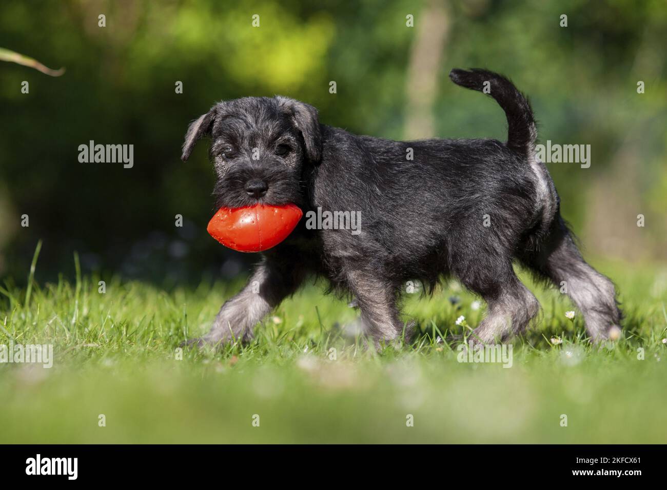 running Miniature Schnauzer puppy Stock Photo - Alamy