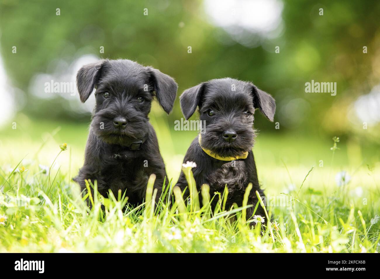 2 Miniature Schnauzer puppies Stock Photo - Alamy