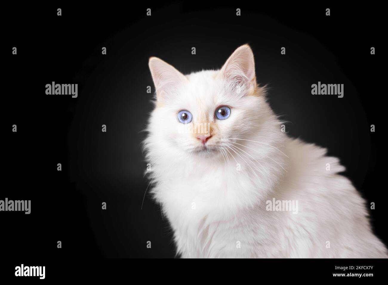 red-point Sacred Birman Stock Photo - Alamy