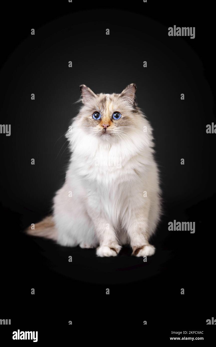 One eyed saint hi-res stock photography and images - Alamy