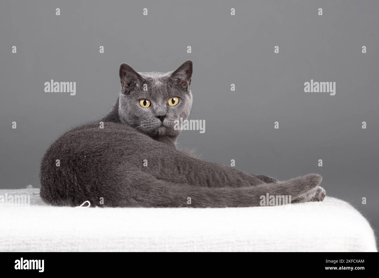 Russian blue cat looking camera hi-res stock photography and images - Alamy