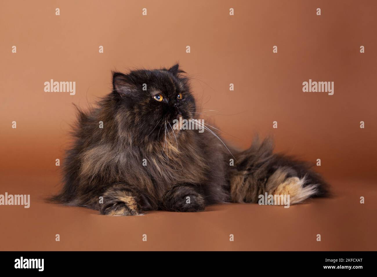 Tortoiseshell persians cat hi-res stock photography and images - Alamy