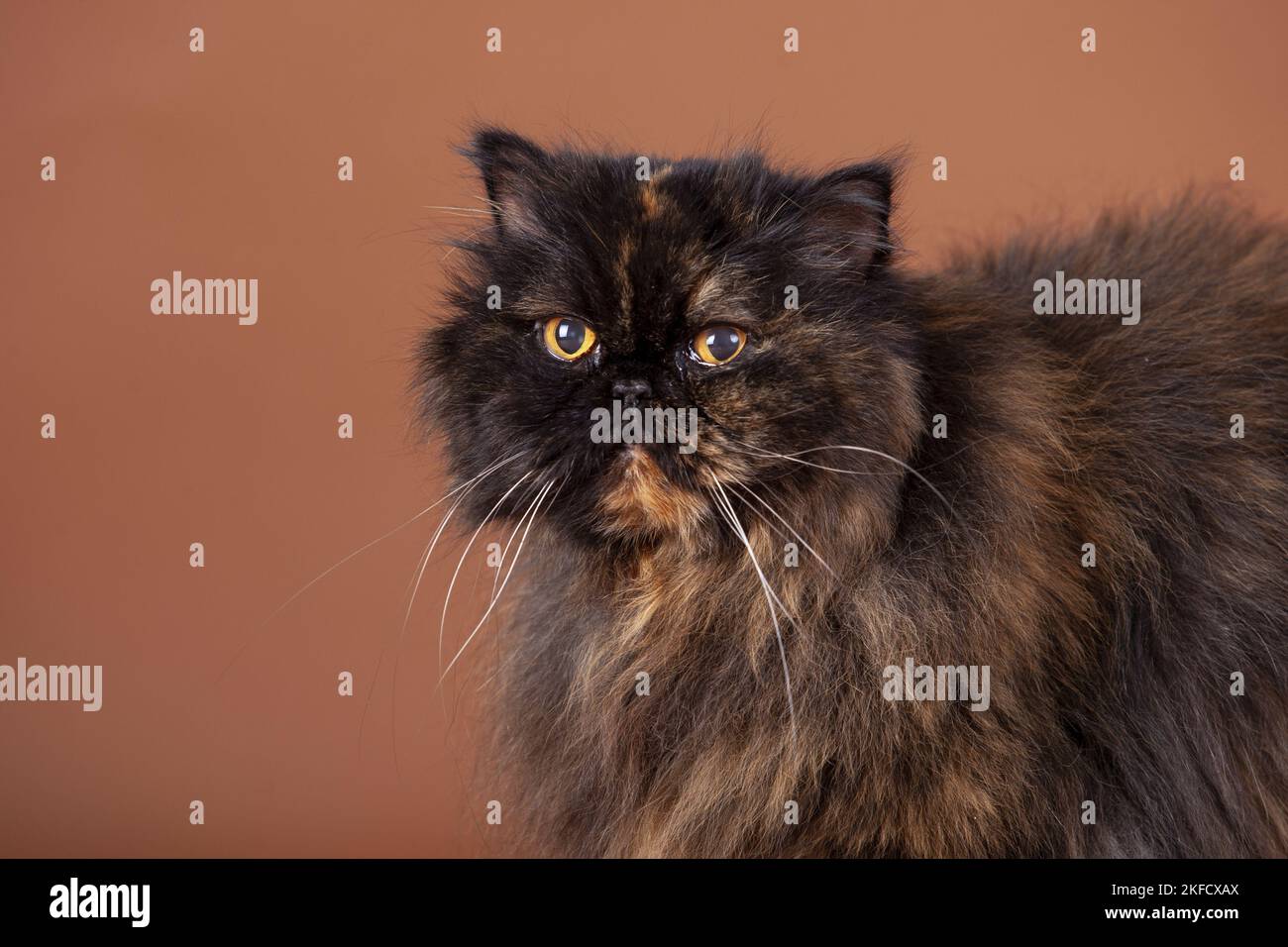 Tortoiseshell persians cat hi-res stock photography and images - Alamy