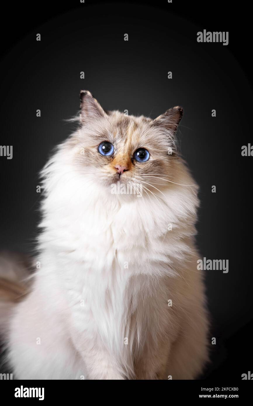 One eyed saint hi-res stock photography and images - Alamy