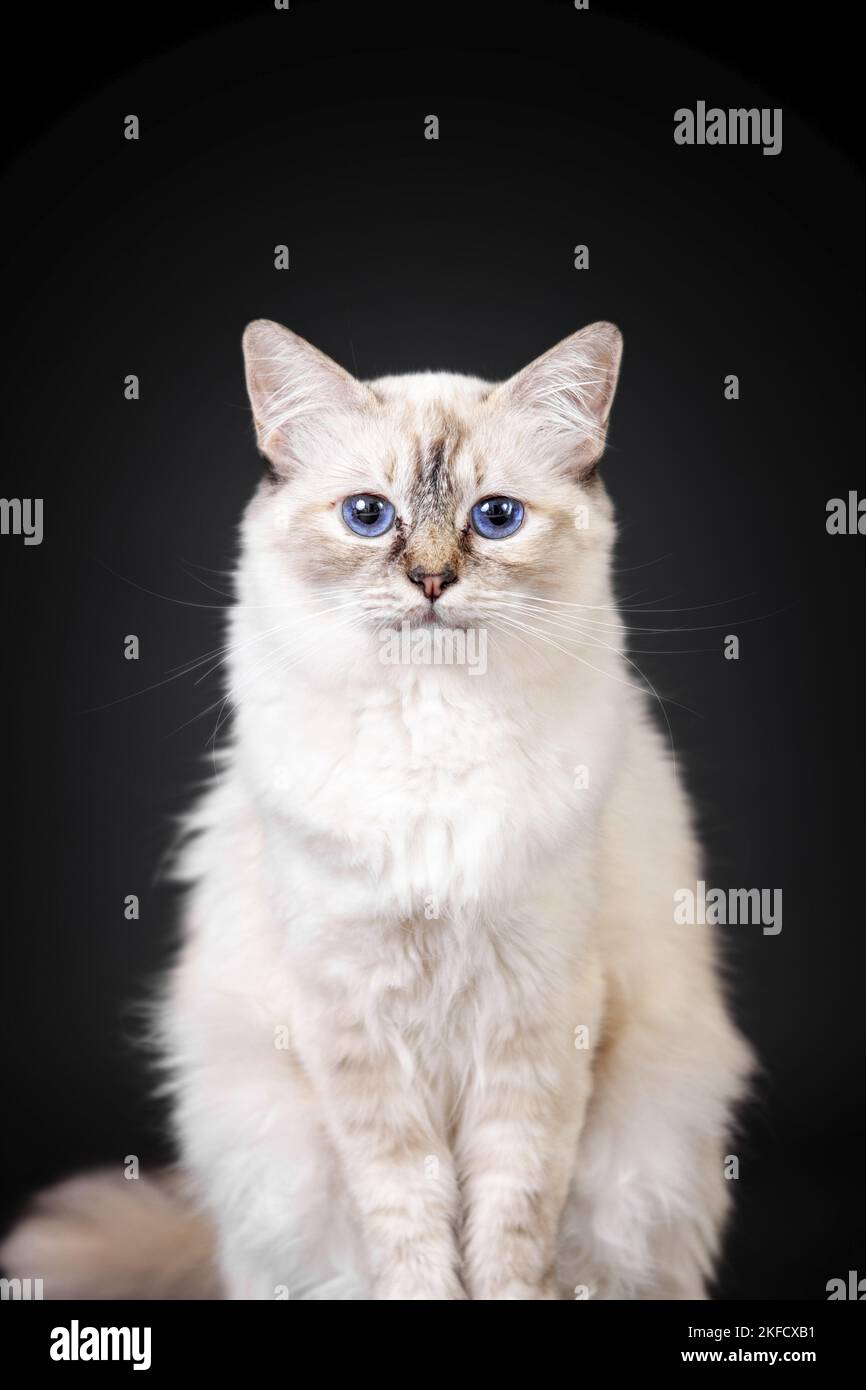 One eyed saint hi-res stock photography and images - Alamy