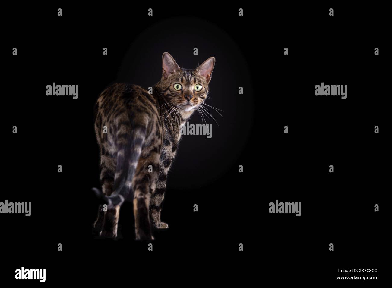 Rear view black cat standing hi-res stock photography and images - Alamy