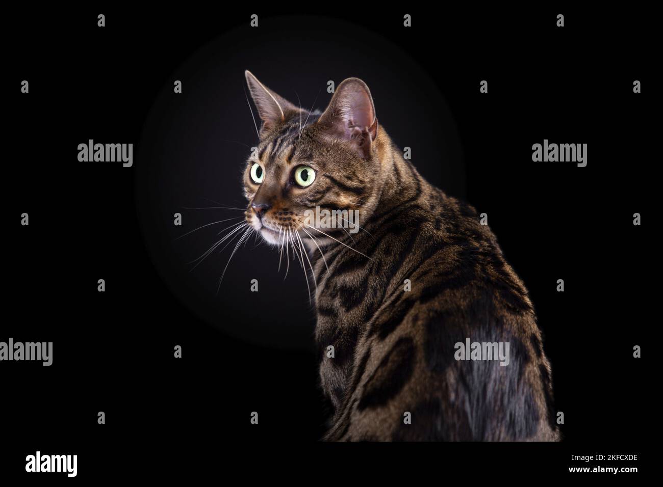 Cat head rear view hi-res stock photography and images - Alamy