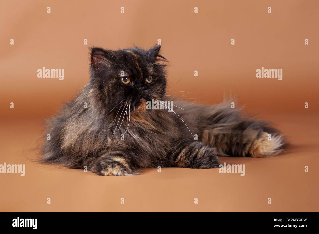 Tortoiseshell persians cat hi-res stock photography and images - Alamy