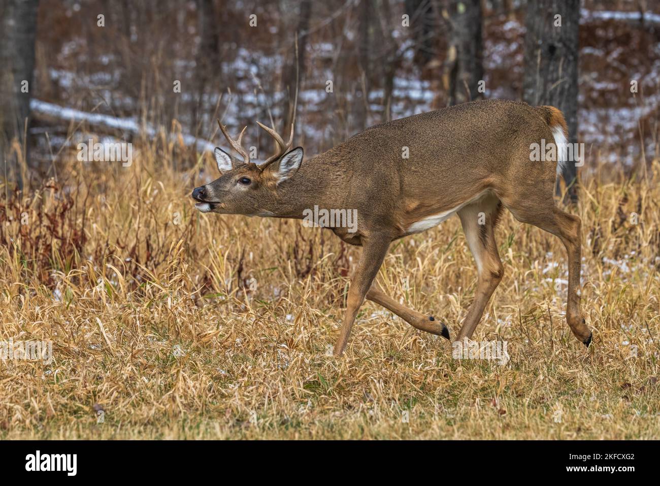 Breeding buck hi-res stock photography and images - Alamy