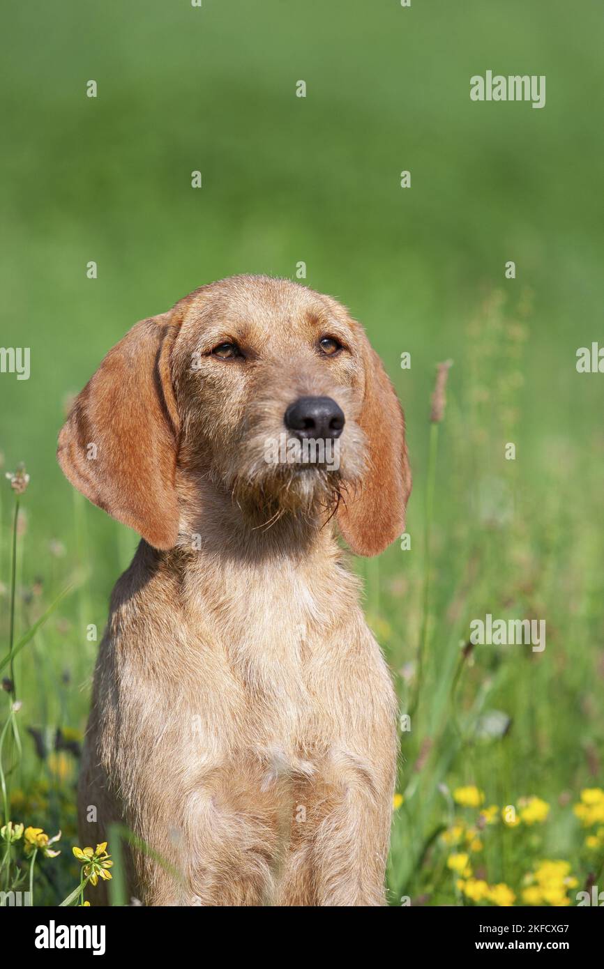 Griffon fauve de bretagne hi-res stock photography and images - Alamy