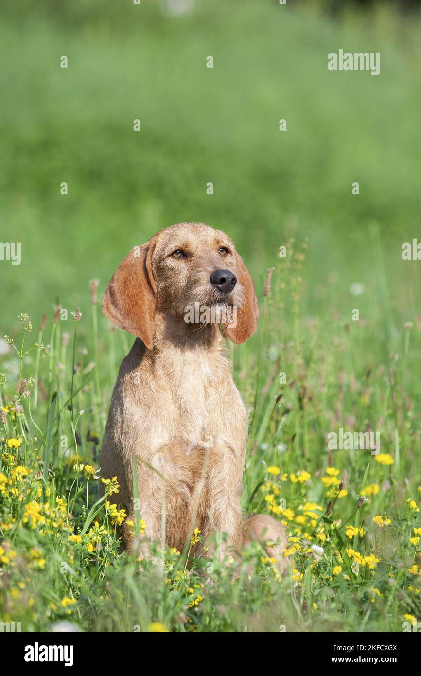 Griffon fauve de bretagne hi-res stock photography and images - Alamy