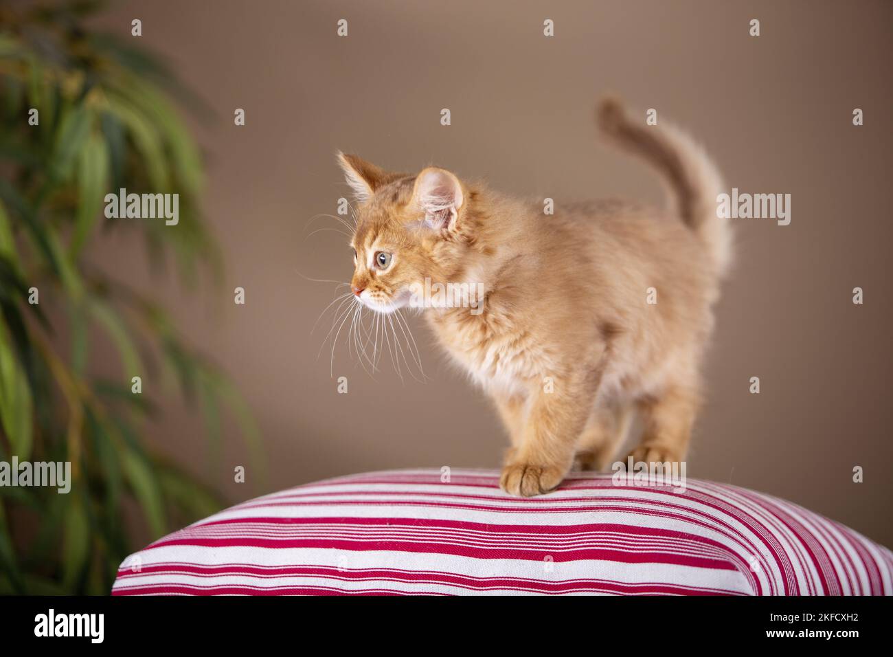 Somali felis silvestris hi-res stock photography and images - Alamy